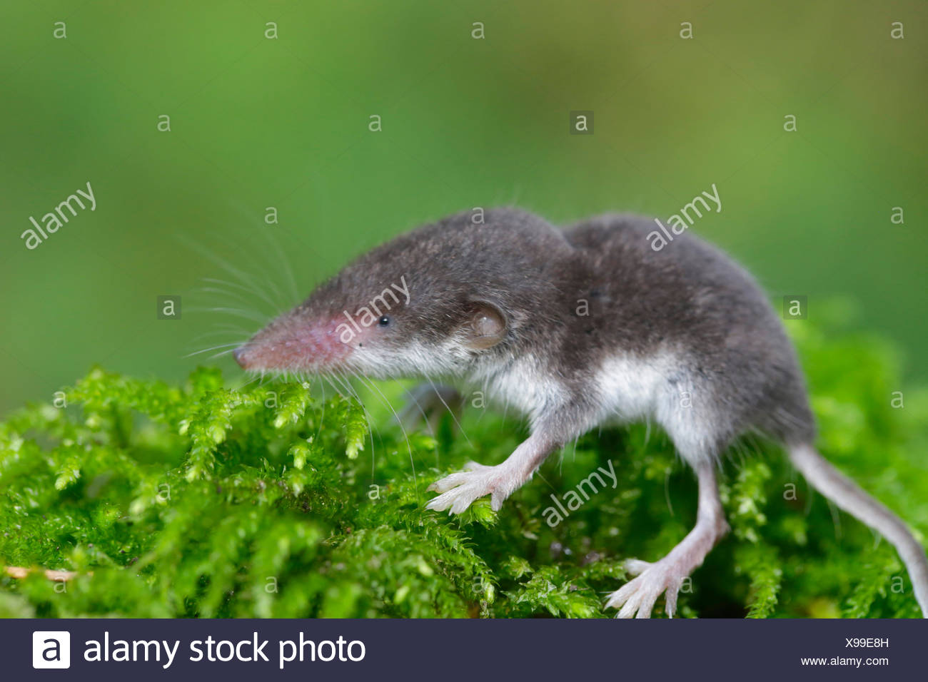 European Shrew High Resolution Stock Photography and Images - Alamy