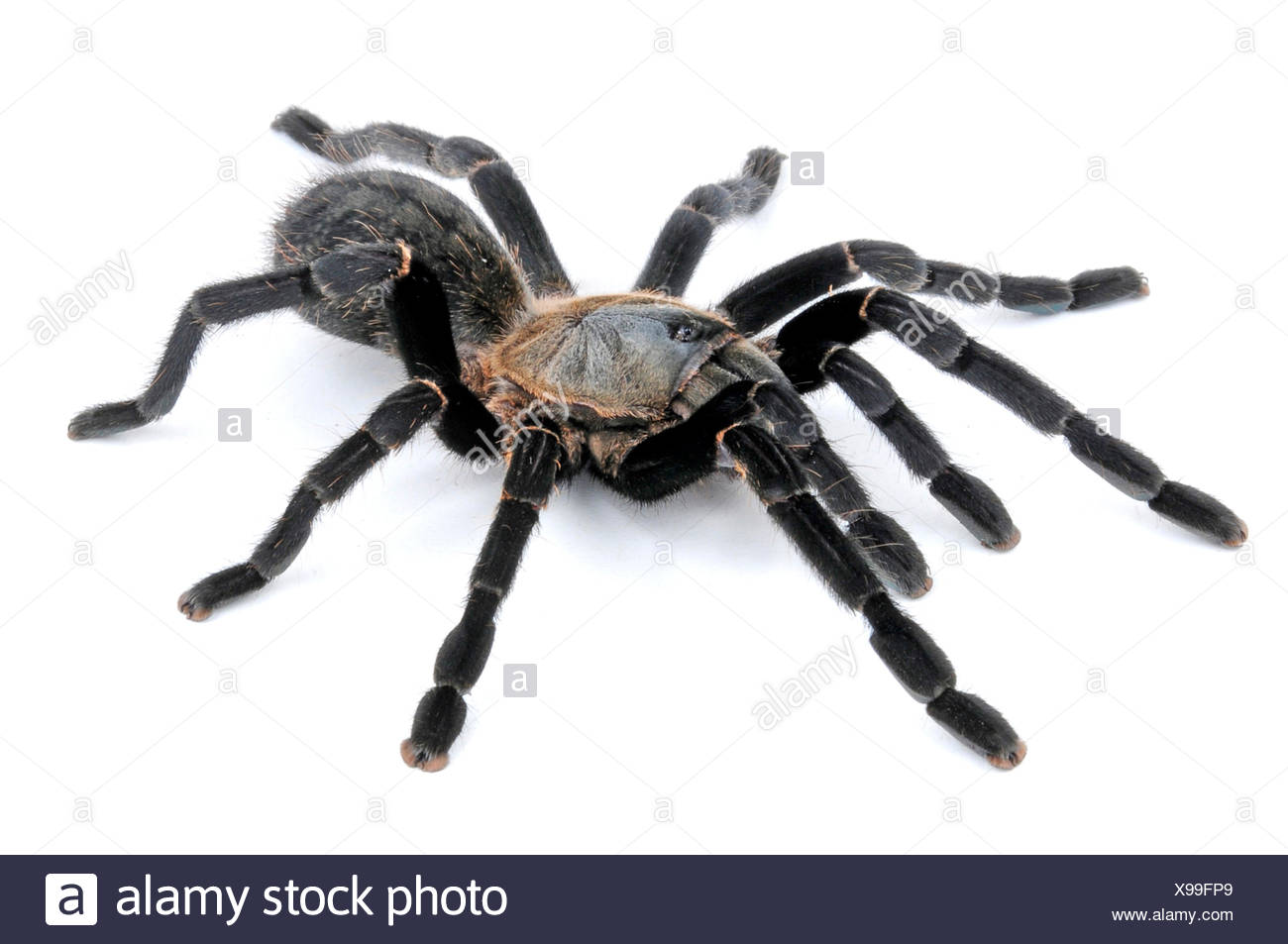 Black Spider Cut Out High Resolution Stock Photography and Images - Alamy