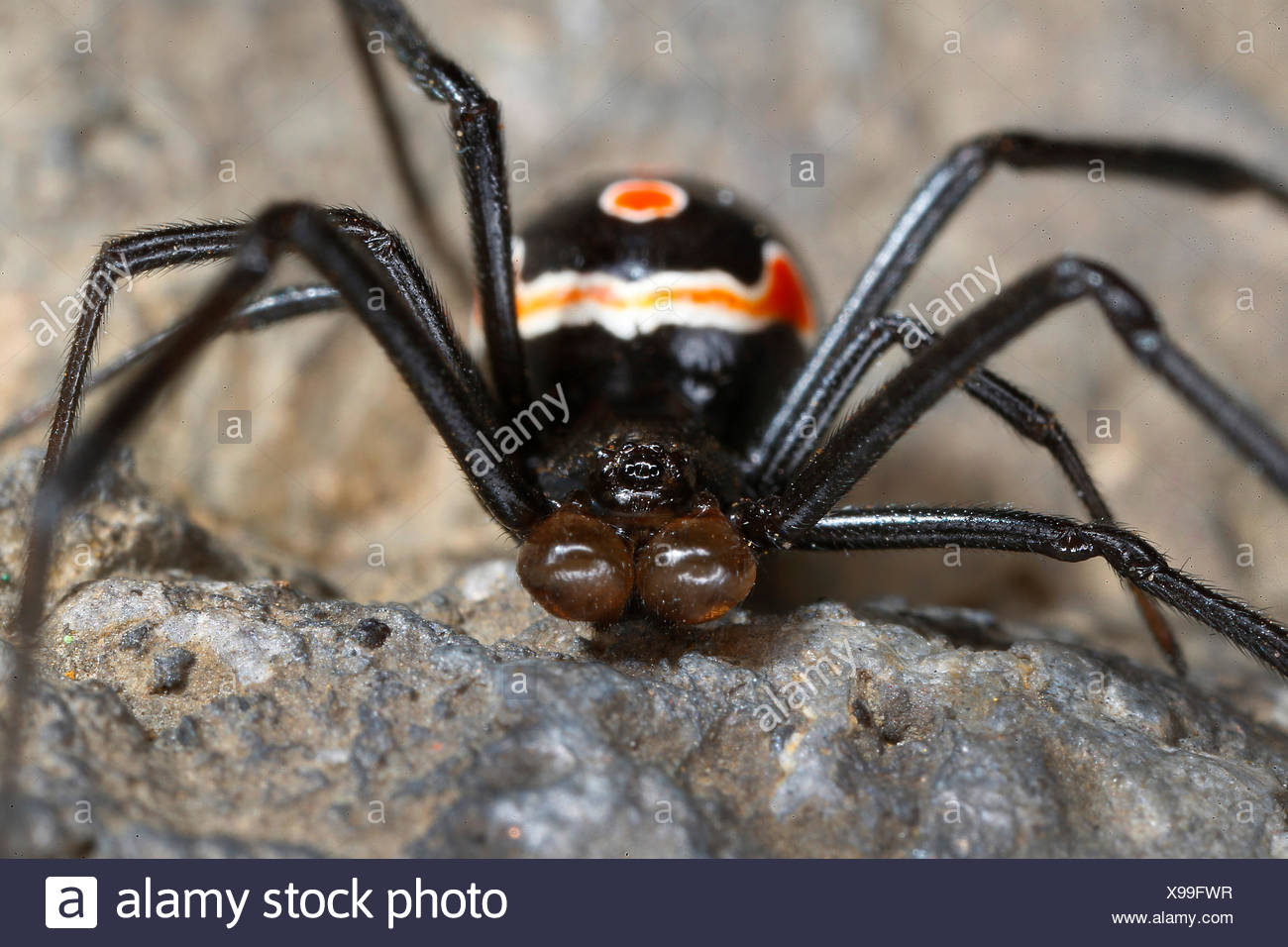 Southern Black Widow Stock Photos & Southern Black Widow Stock Images ...