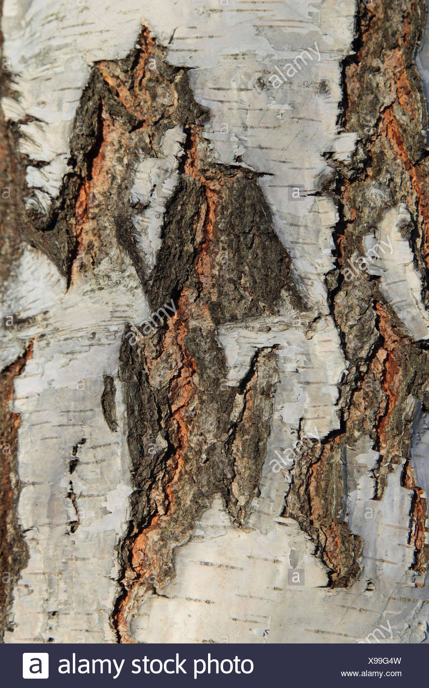 Bark Silver Birch Tree Betula Stock Photos & Bark Silver Birch Tree ...