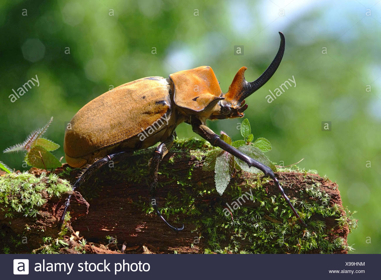 Megasoma Elephas Stock Photos & Megasoma Elephas Stock Images - Alamy