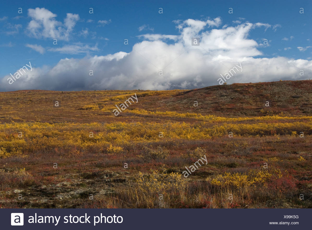 Tundra Colors High Resolution Stock Photography and Images - Alamy