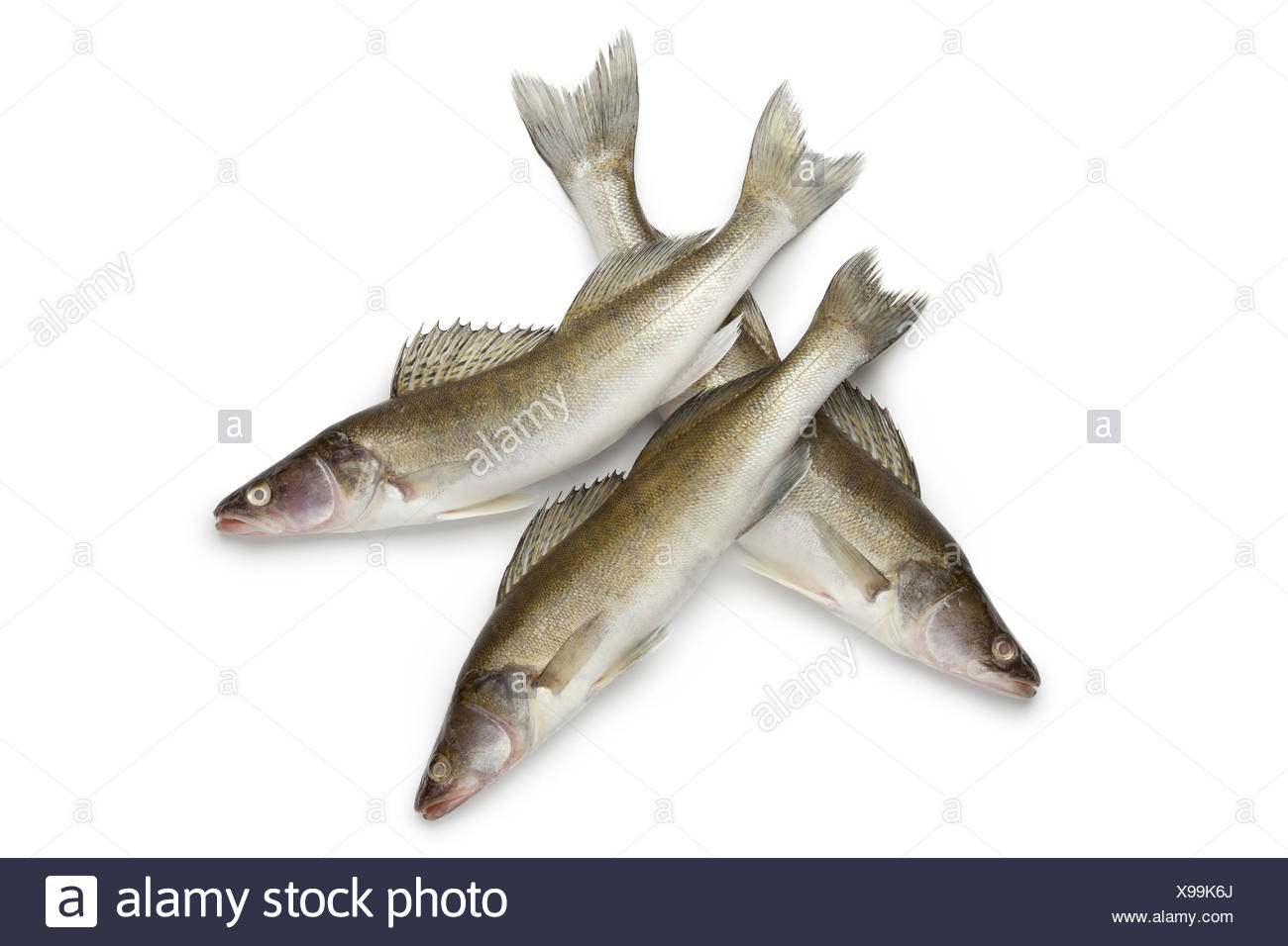 Zander Stock Photos & Zander Stock Images - Alamy