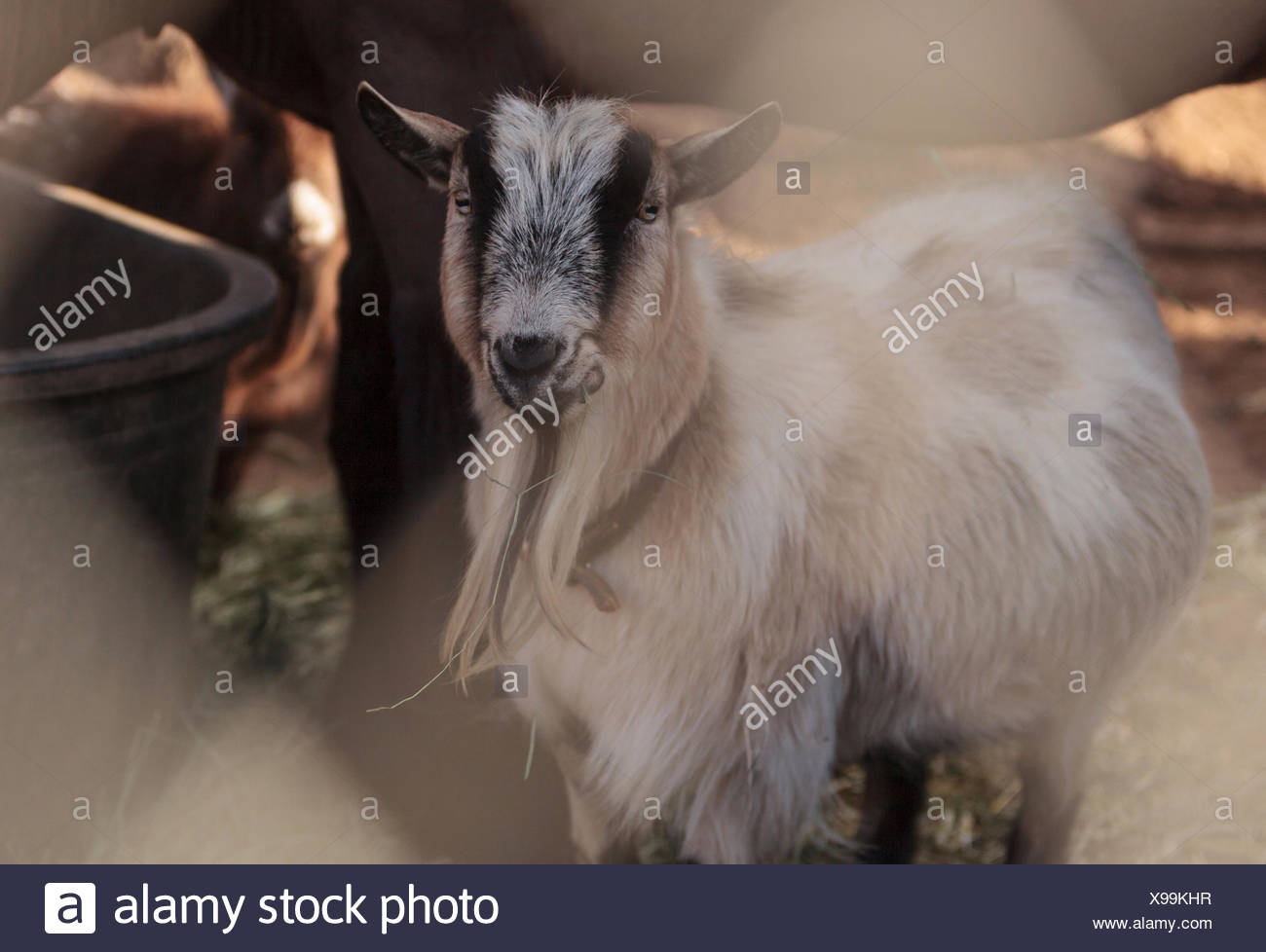 Toggenburg Goat Farm Stock Photos & Toggenburg Goat Farm Stock Images ...