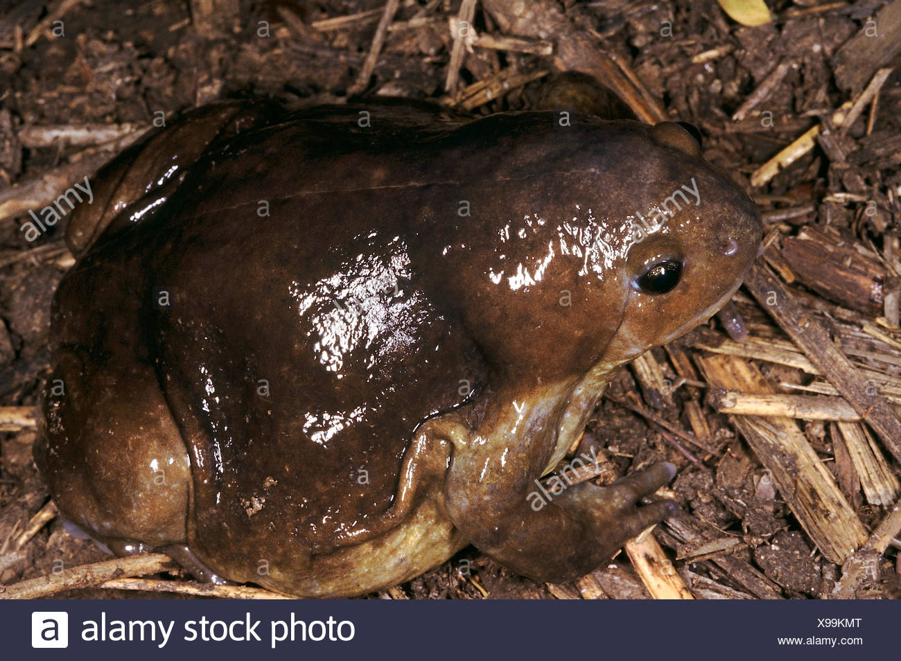 Globosum High Resolution Stock Photography and Images - Alamy