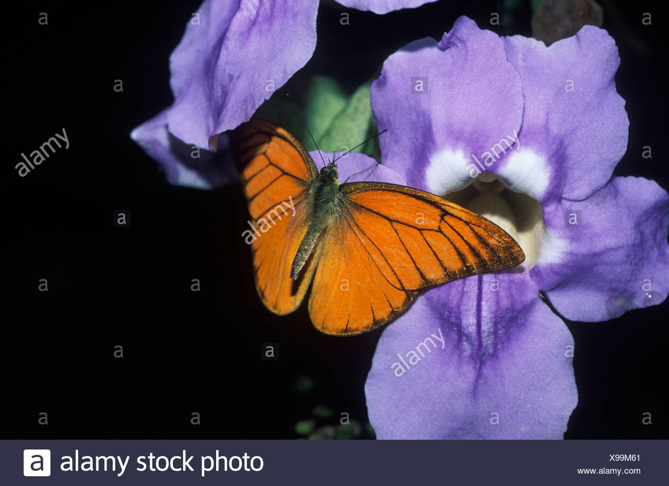 Appias Nero Figulina High Resolution Stock Photography and Images - Alamy