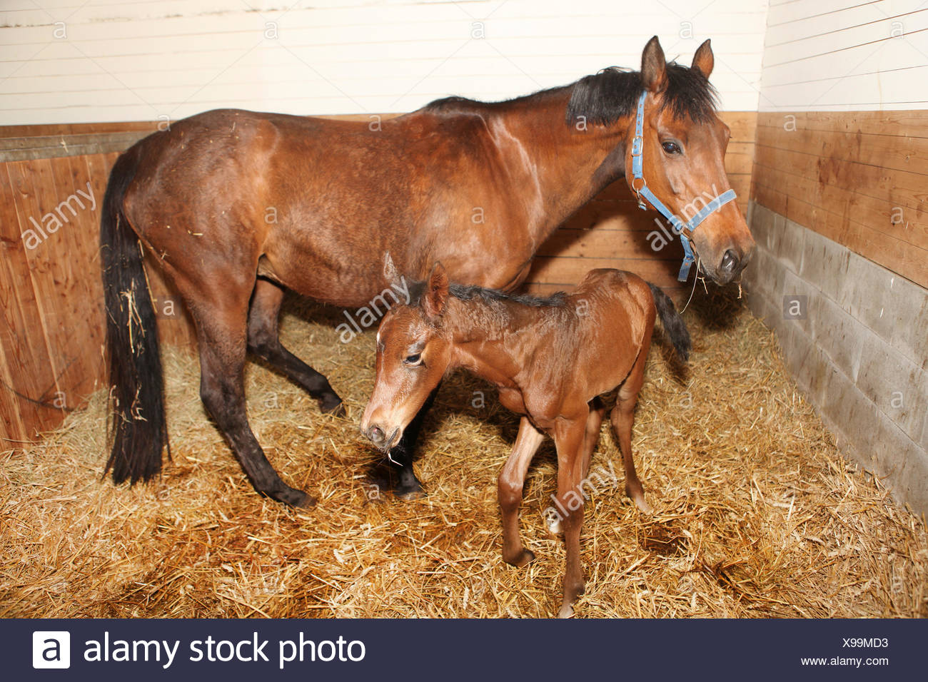 Der Geburt High Resolution Stock Photography and Images - Alamy