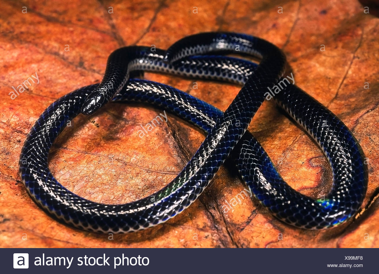Fossorial Stock Photos & Fossorial Stock Images - Alamy