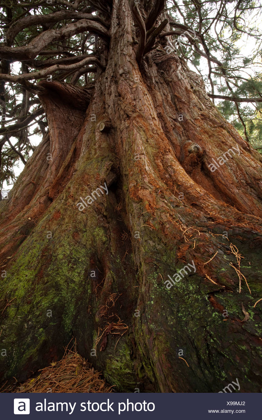 Sitka Spruce High Resolution Stock Photography and Images - Alamy