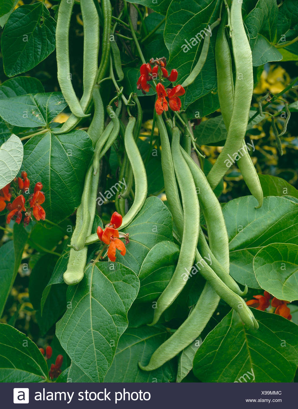 Red Beans Pods Stock Photos & Red Beans Pods Stock Images - Alamy