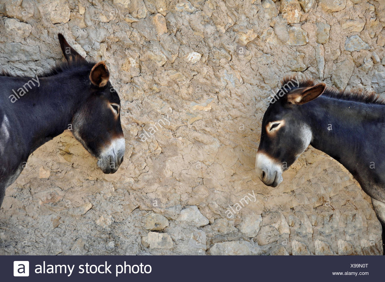 Maulesel Stock Photos & Maulesel Stock Images - Alamy
