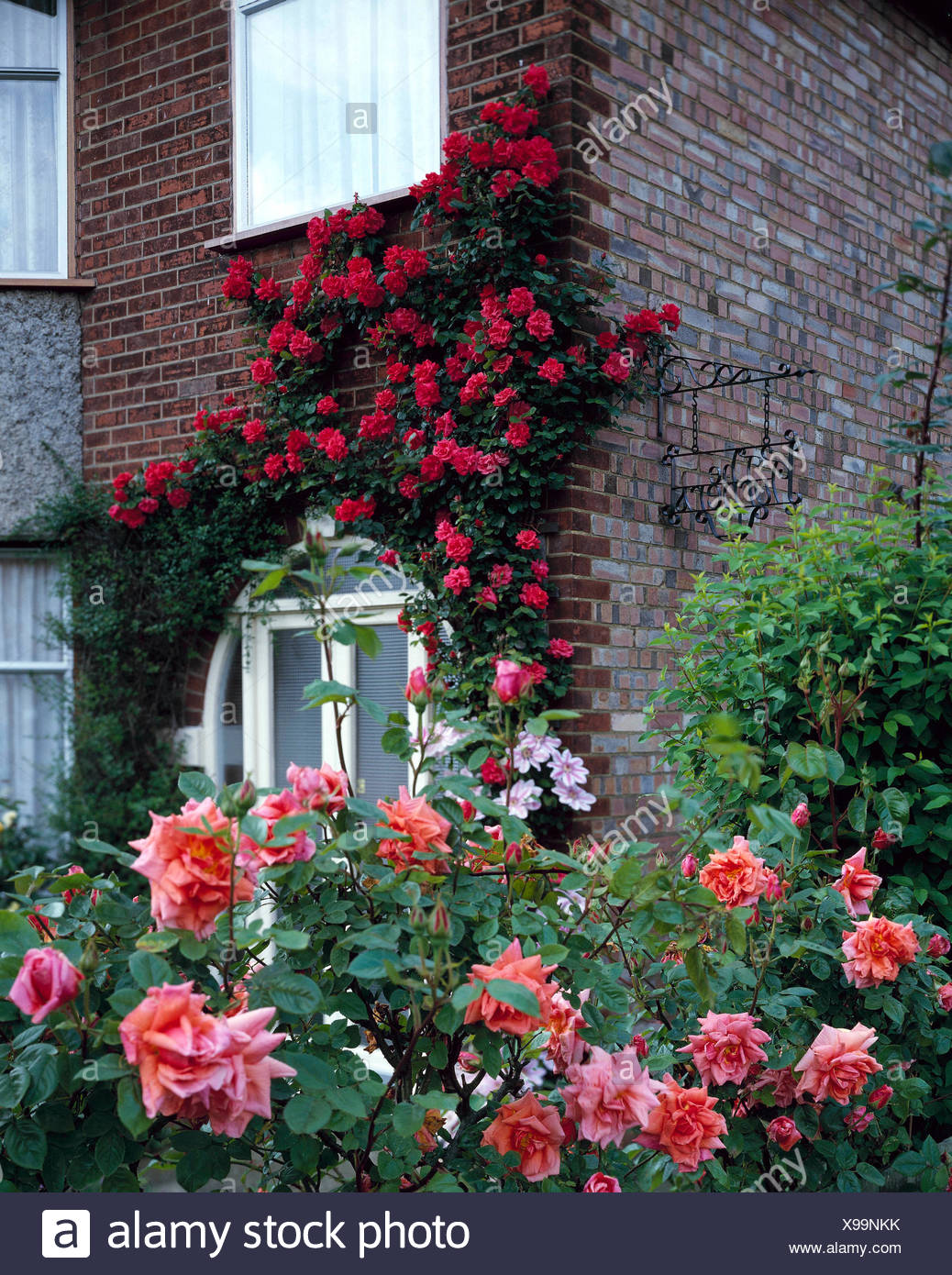 Roses Garden Climbing Stock Photos & Roses Garden Climbing Stock Images ...