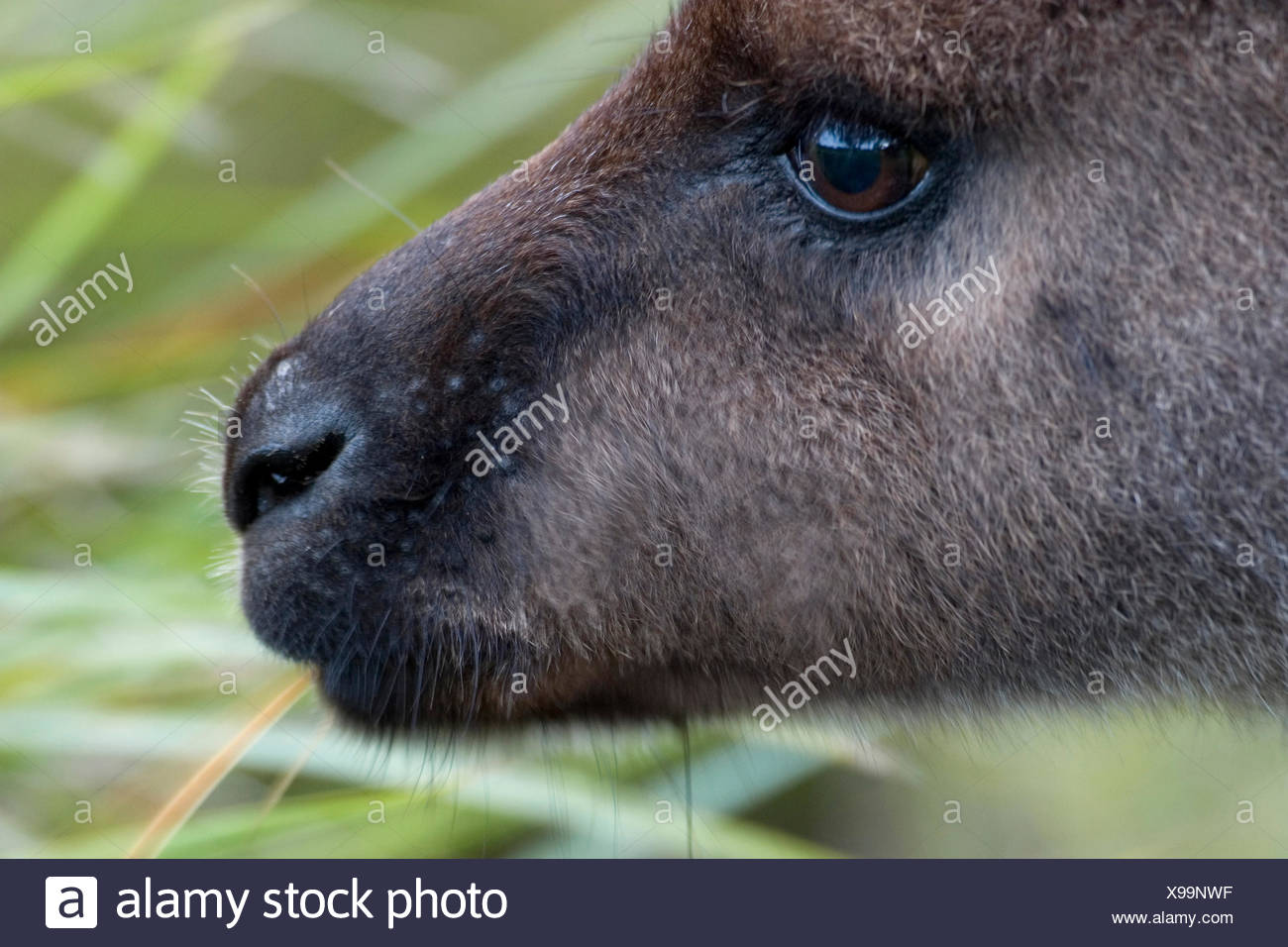 Black Faced Kangaroos High Resolution Stock Photography and Images - Alamy