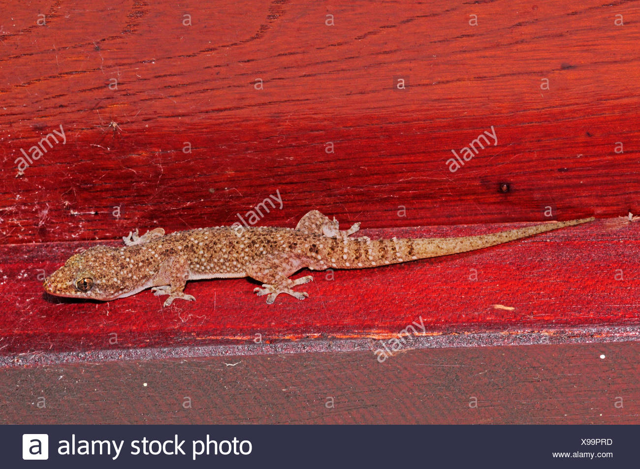 Half Toed Gecko Gecko African House High Resolution Stock Photography ...