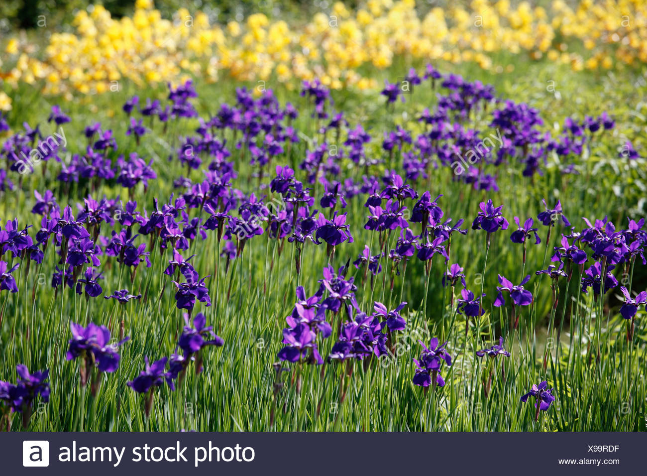 Iris Field High Resolution Stock Photography and Images - Alamy