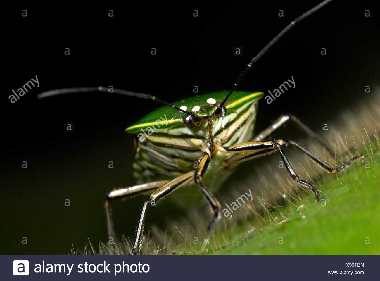 Miridae High Resolution Stock Photography and Images - Alamy