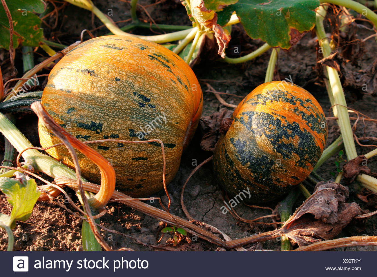 Cucurbits Stock Photos & Cucurbits Stock Images - Alamy