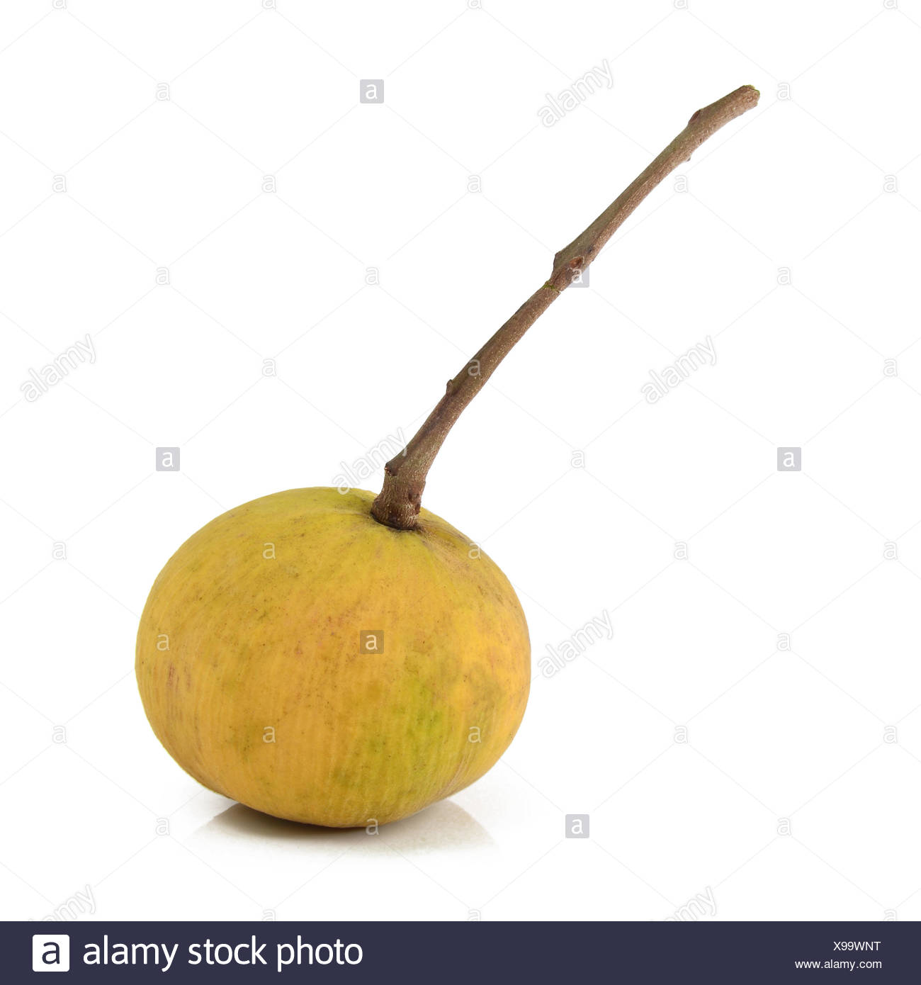 Santol High Resolution Stock Photography and Images - Alamy