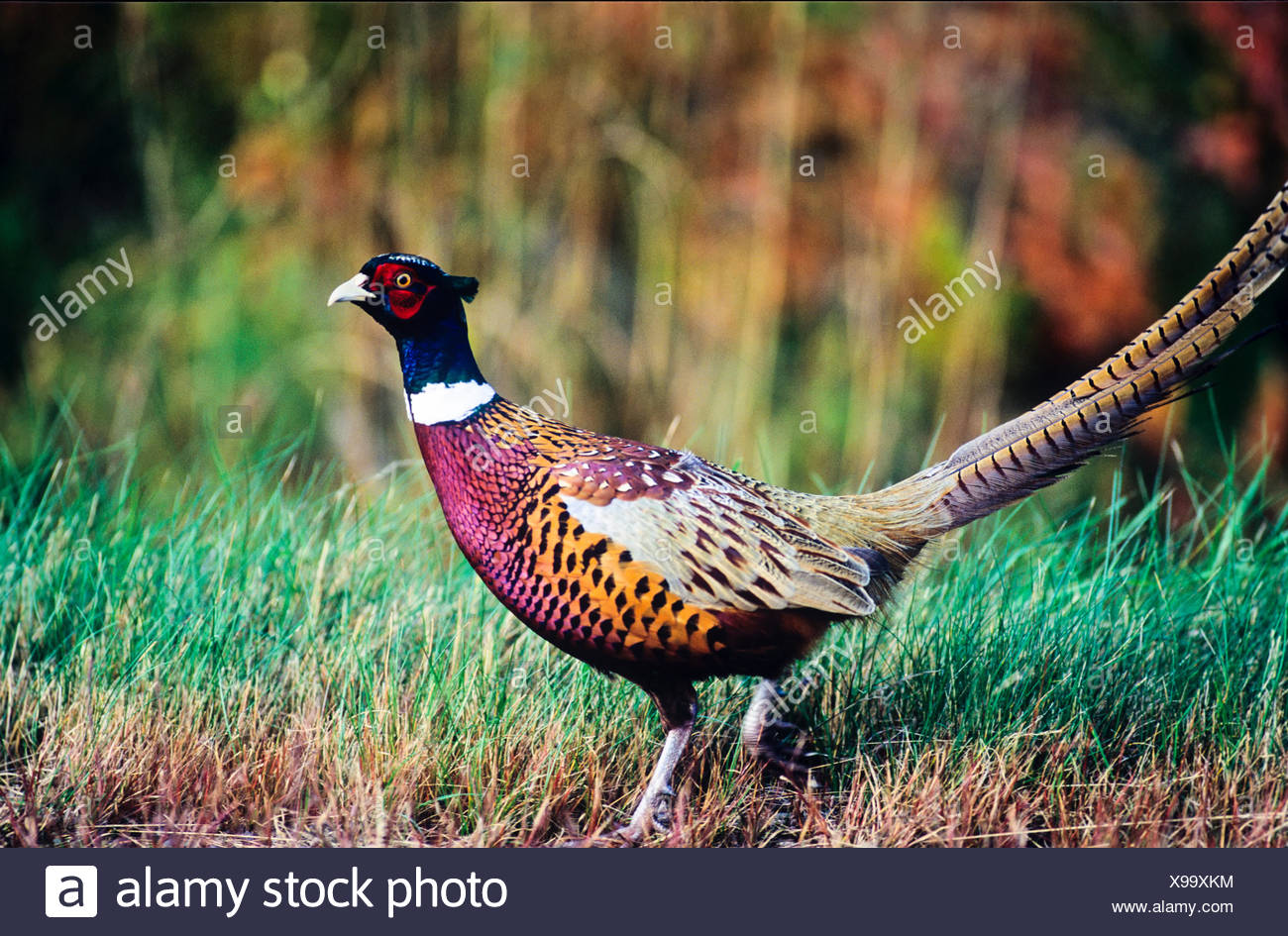 Ring Necked Pheasants High Resolution Stock Photography and Images - Alamy