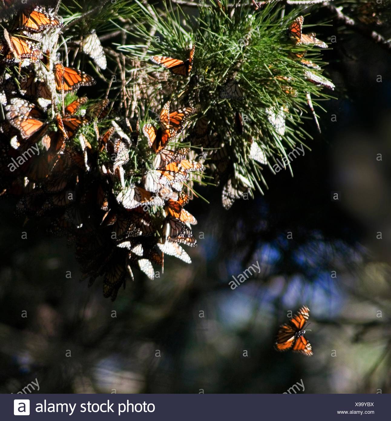 Monarch Butterflies Migration Flight Stock Photos & Monarch Butterflies ...