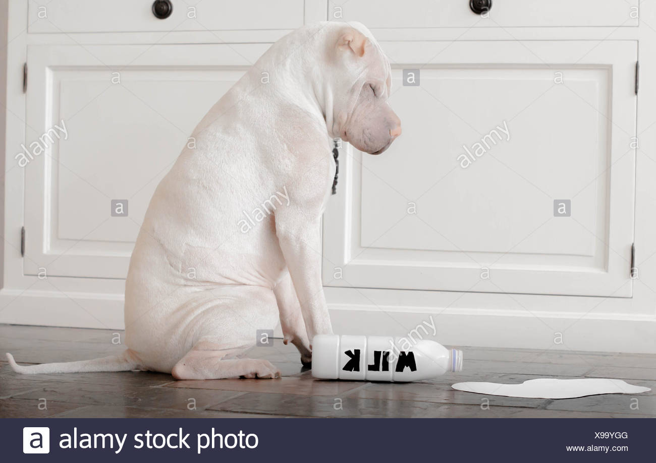 Kitchen Puddle High Resolution Stock Photography and Images - Alamy