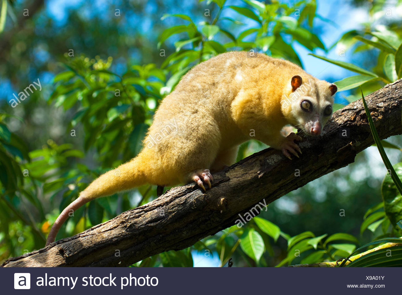 Phalanger High Resolution Stock Photography and Images - Alamy