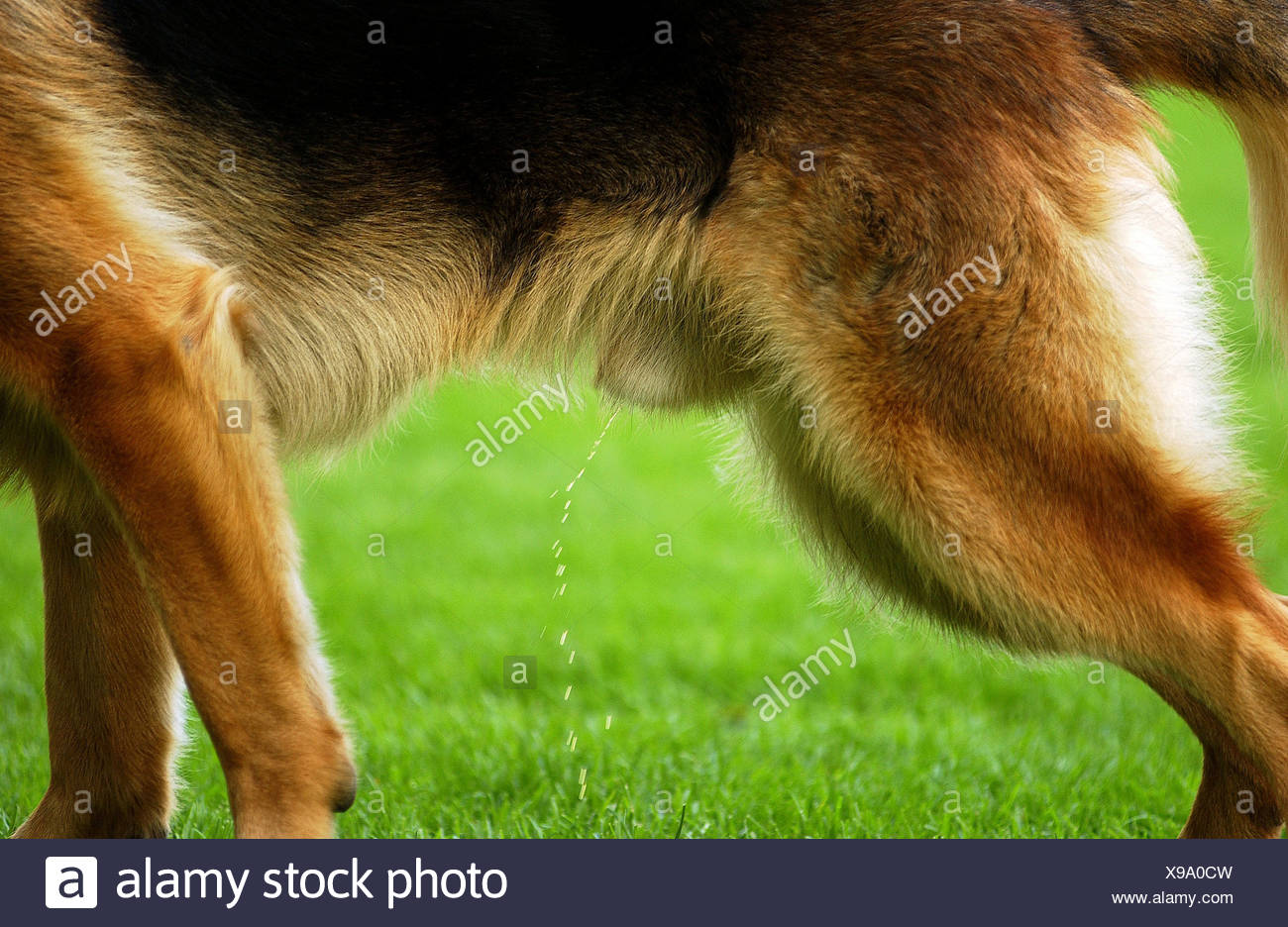 Urinate High Resolution Stock Photography and Images - Alamy