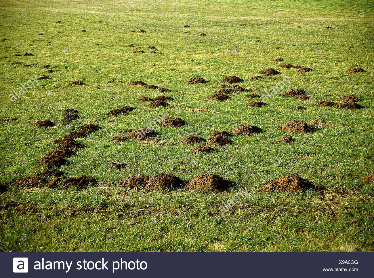 Talpidae High Resolution Stock Photography and Images - Alamy