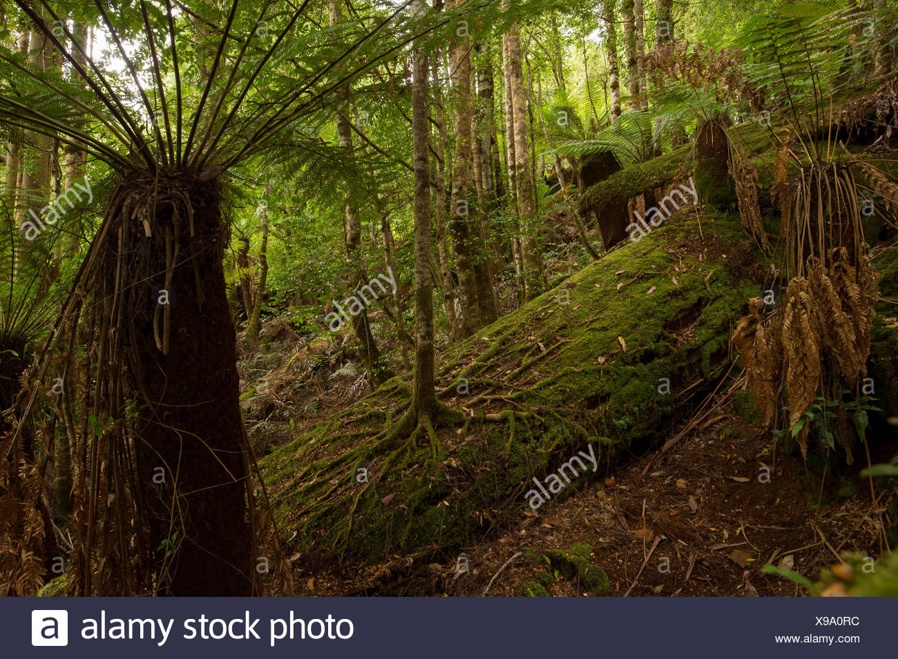 Sassafras Australia High Resolution Stock Photography and Images - Alamy