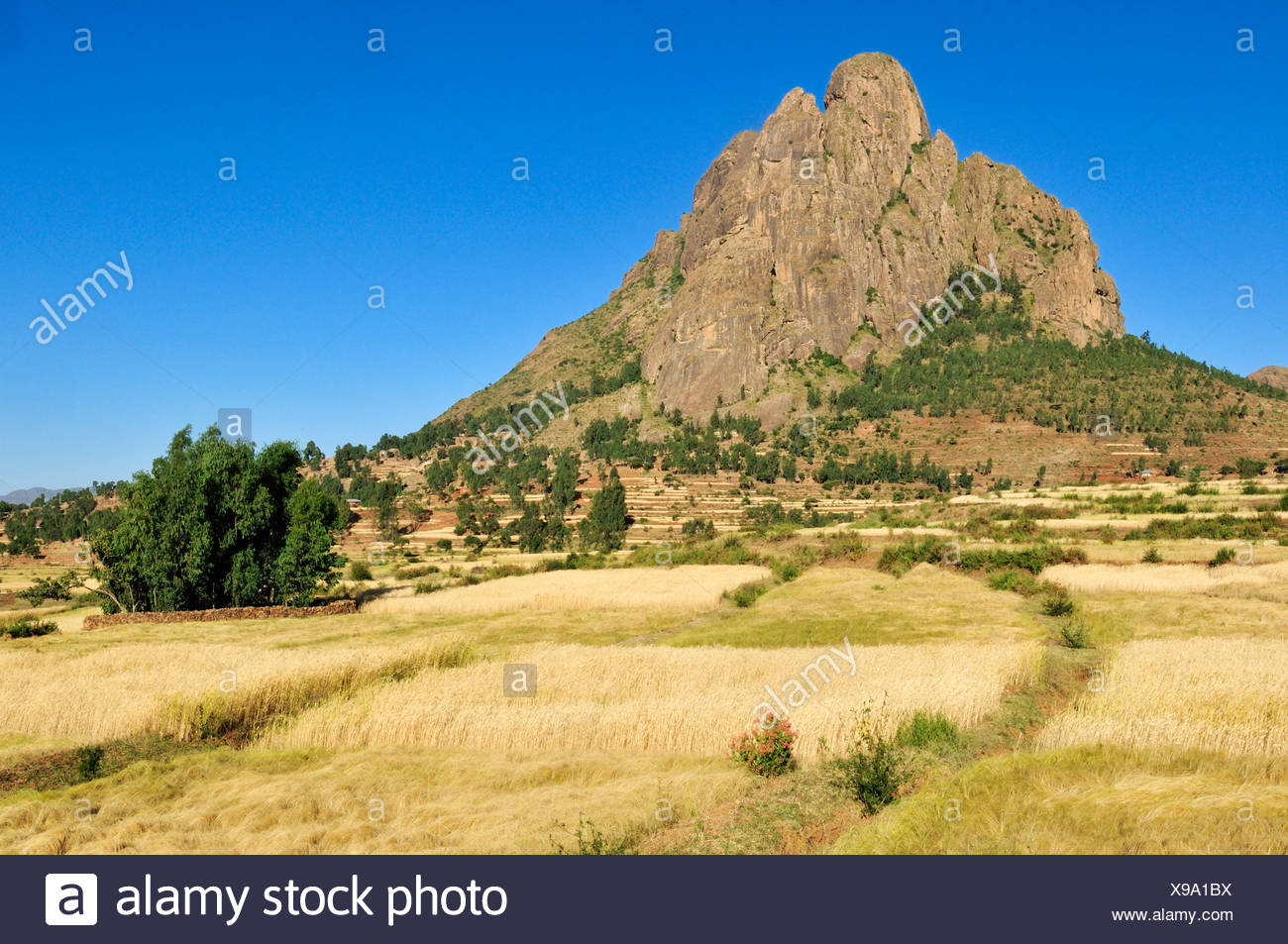 Adwa High Resolution Stock Photography and Images - Alamy