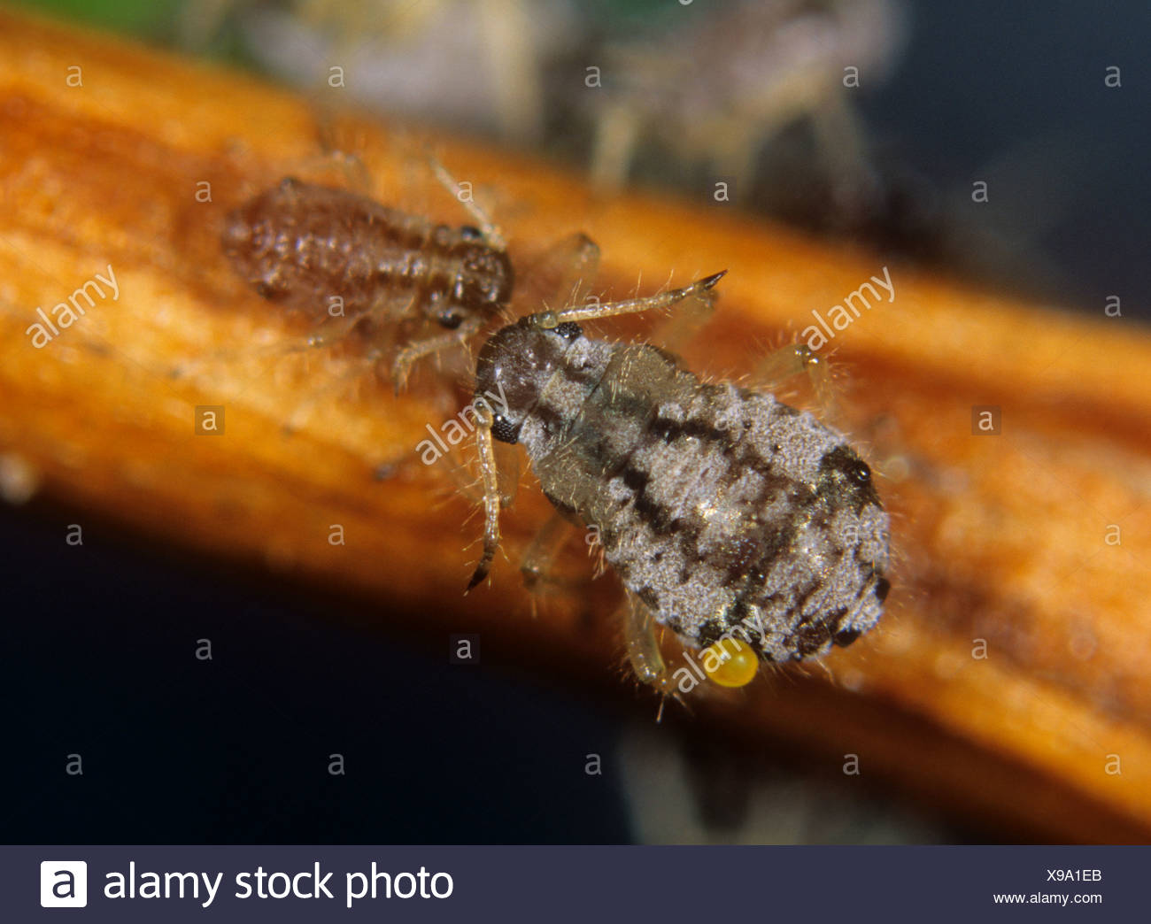 Cinara High Resolution Stock Photography and Images - Alamy