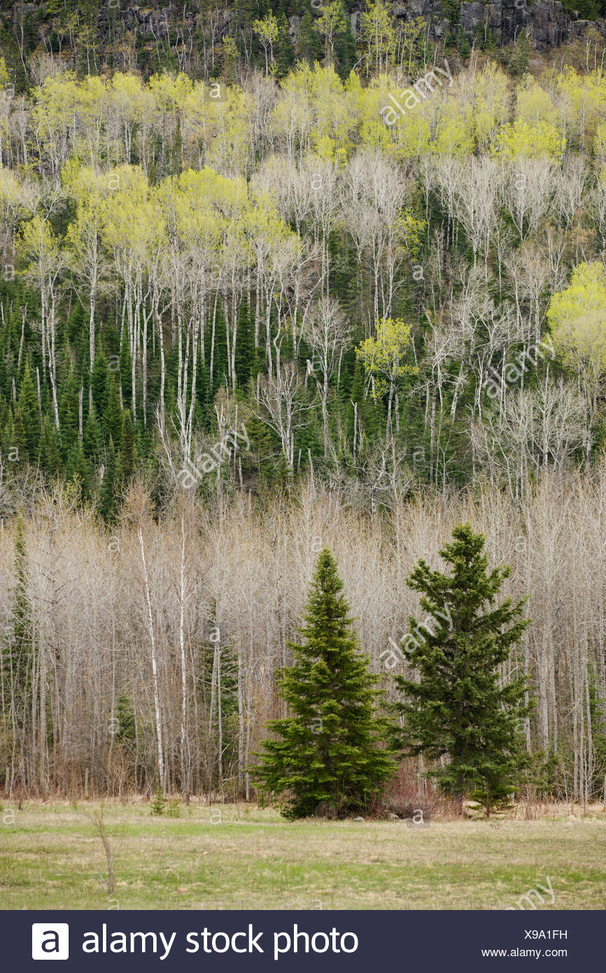 Evergreen Mountain Forest Stock Photos & Evergreen Mountain Forest ...