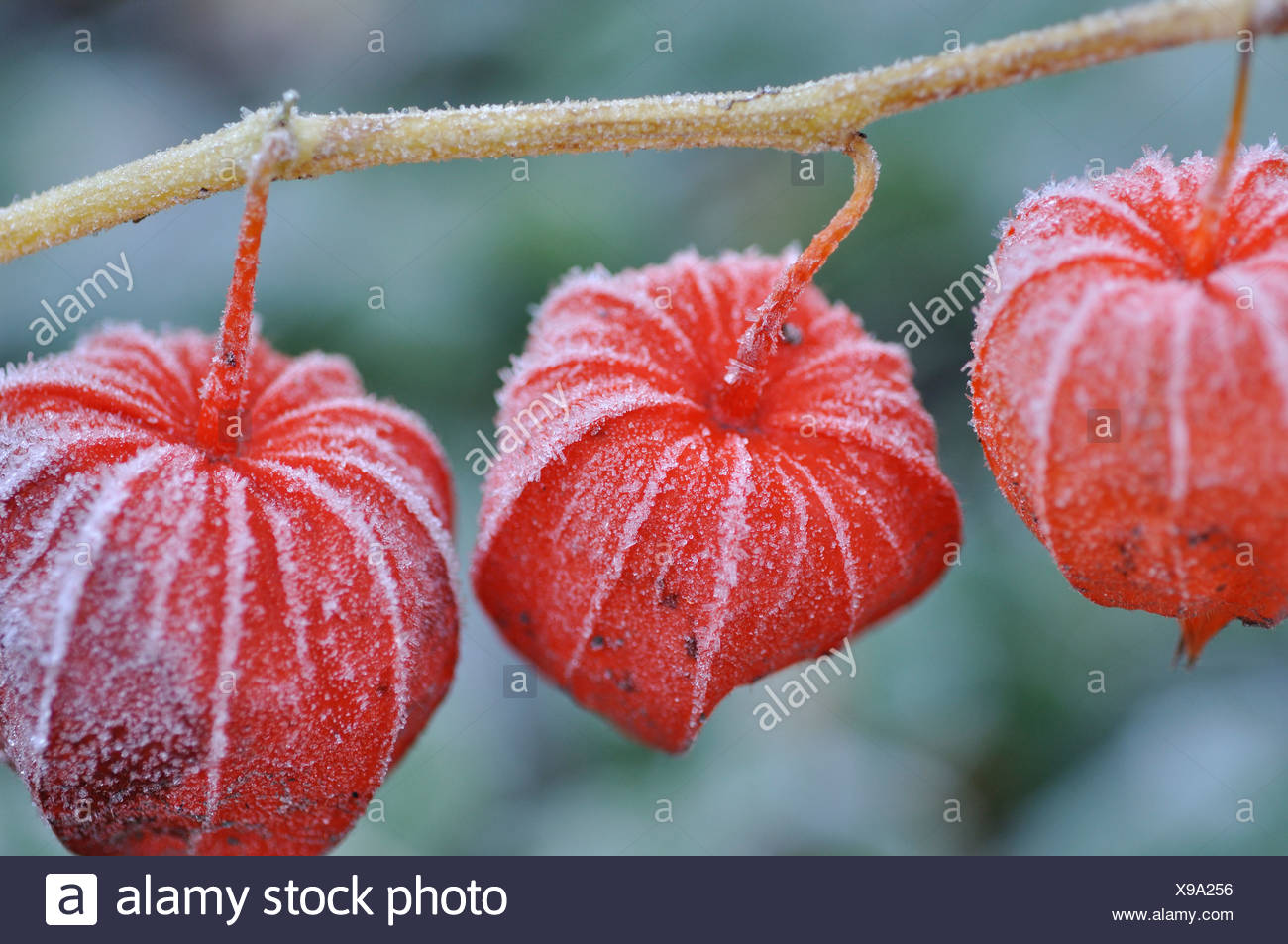 Physalis Alkekengi High Resolution Stock Photography and Images - Alamy