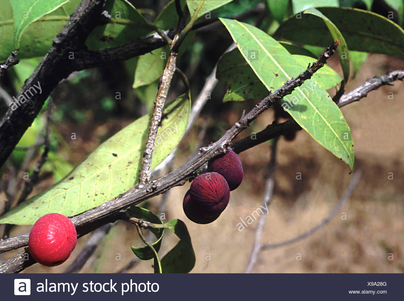 Anacardiaceae Family High Resolution Stock Photography and Images - Alamy