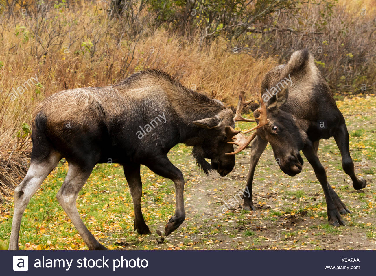 Bull Moose Fighting High Resolution Stock Photography and Images - Alamy