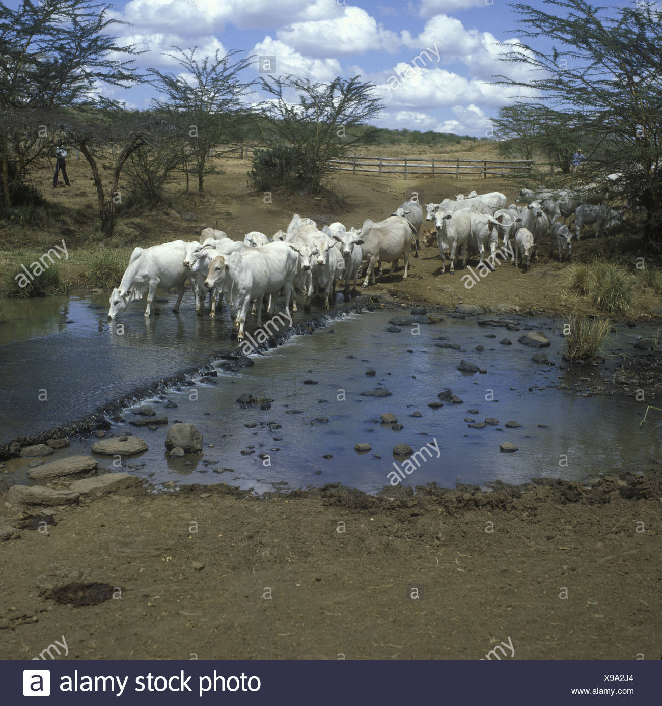Boran Cattle Stock Photos & Boran Cattle Stock Images - Alamy