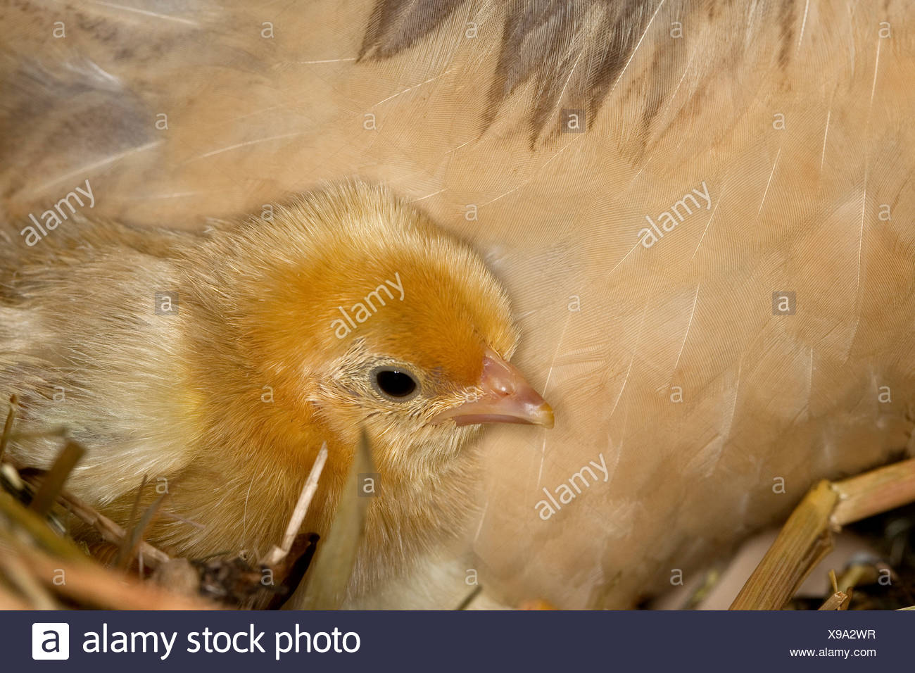 Bantam Gallus Gallus F Domestica High Resolution Stock Photography and ...