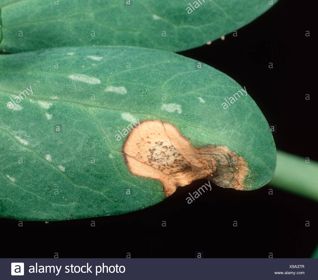 Pycnidium High Resolution Stock Photography and Images - Alamy