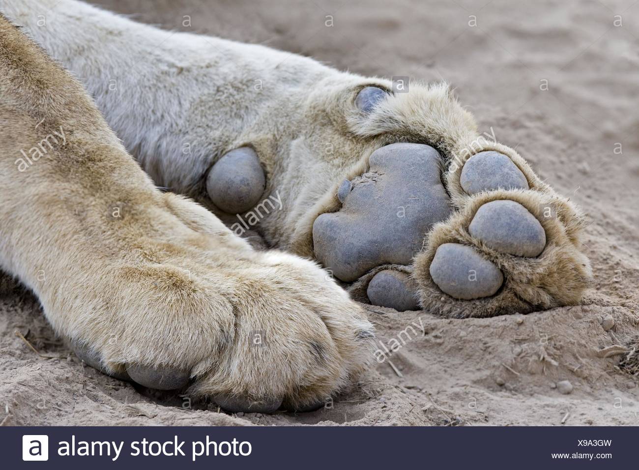 Lion Paws High Resolution Stock Photography and Images - Alamy