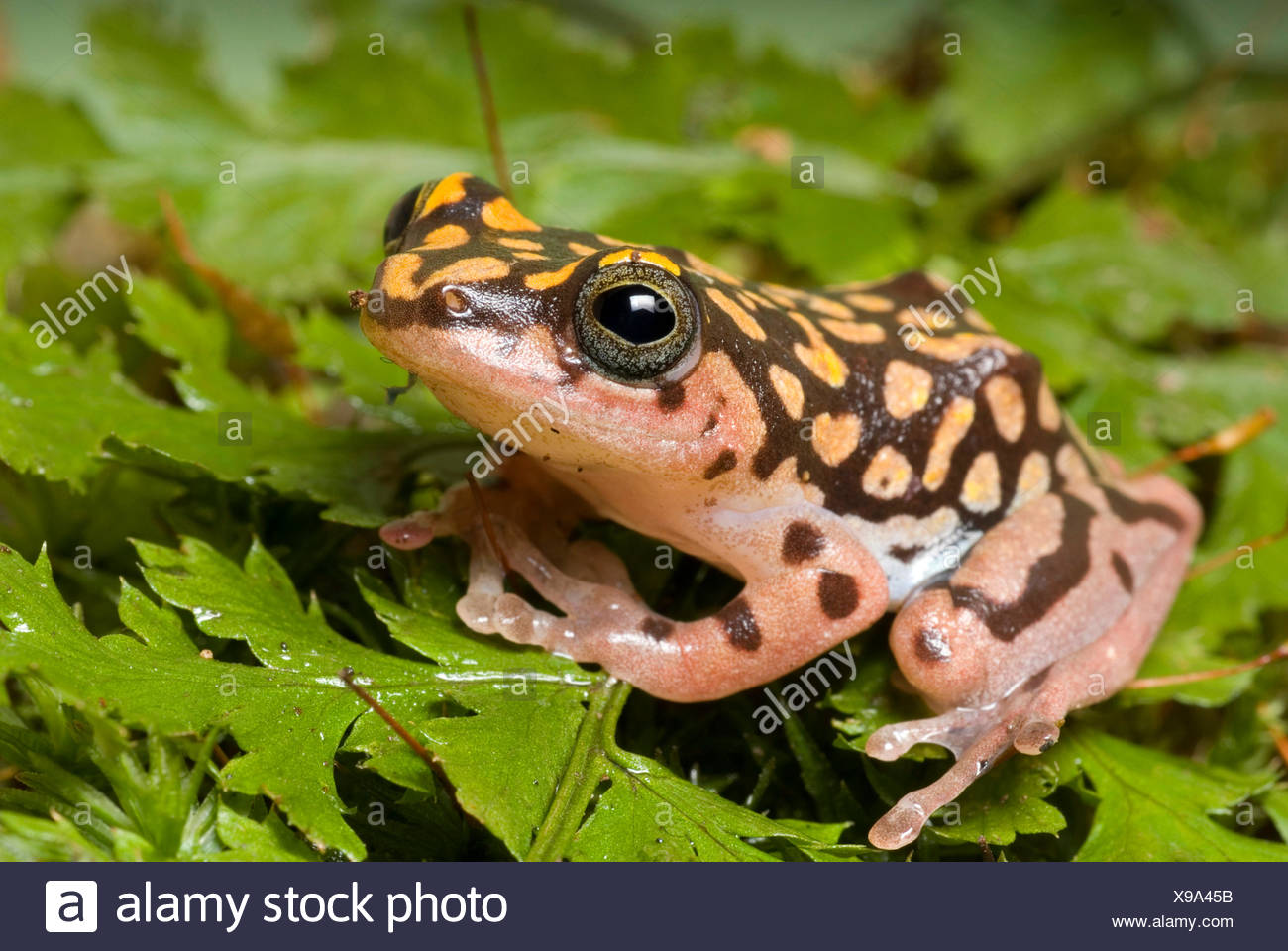 African Reed Frogs Stock Photos & African Reed Frogs Stock Images - Alamy