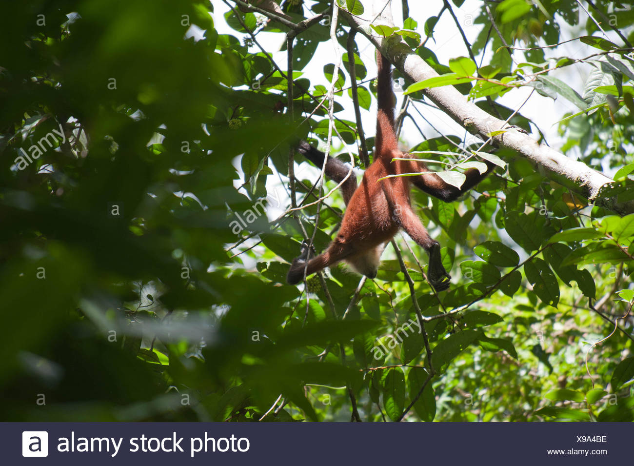Monkey Hanging High Resolution Stock Photography and Images - Alamy