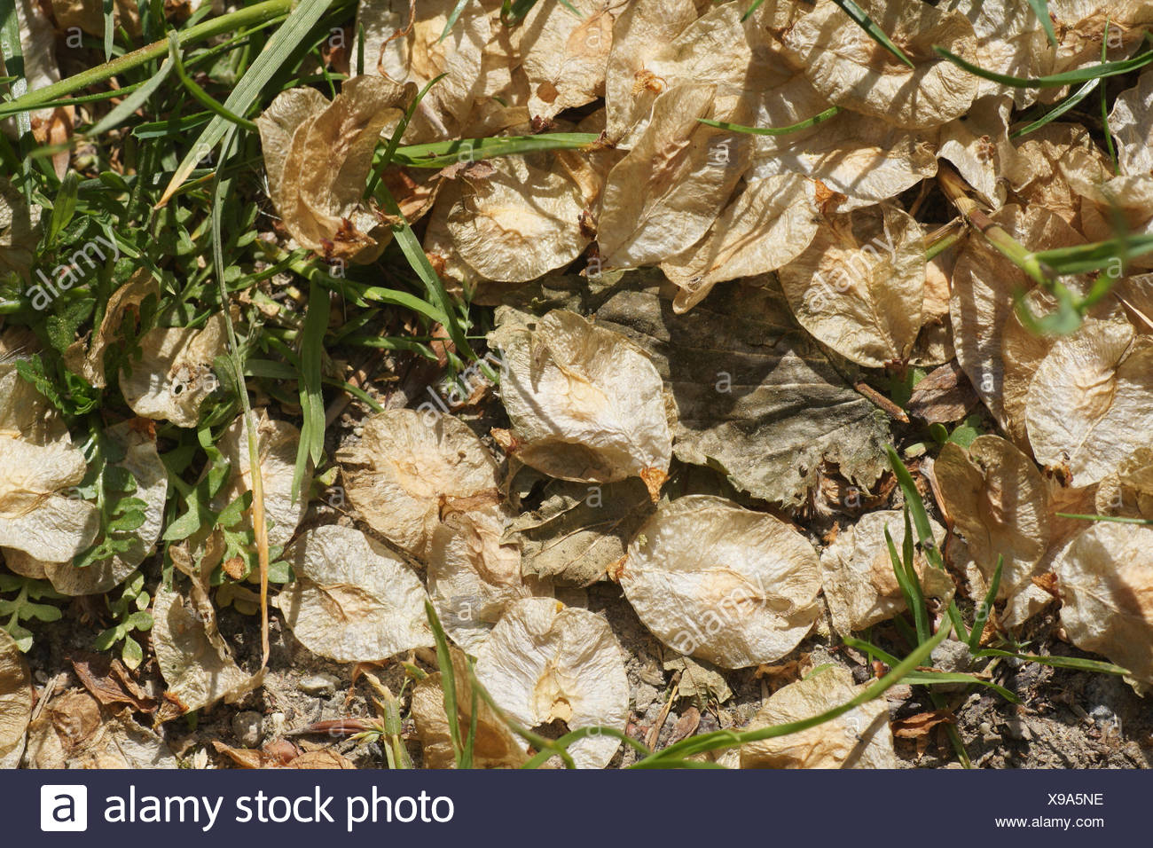 Elm Tree Seeds Stock Photos & Elm Tree Seeds Stock Images - Alamy