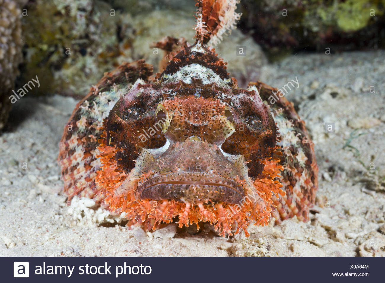 Poison Sting High Resolution Stock Photography and Images - Alamy