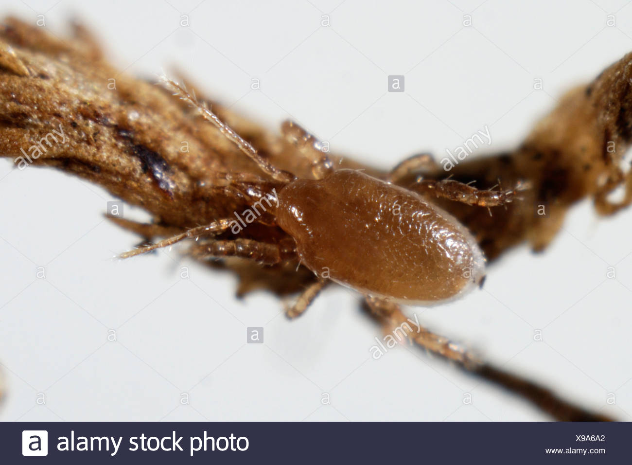 Predator Mite High Resolution Stock Photography and Images - Alamy