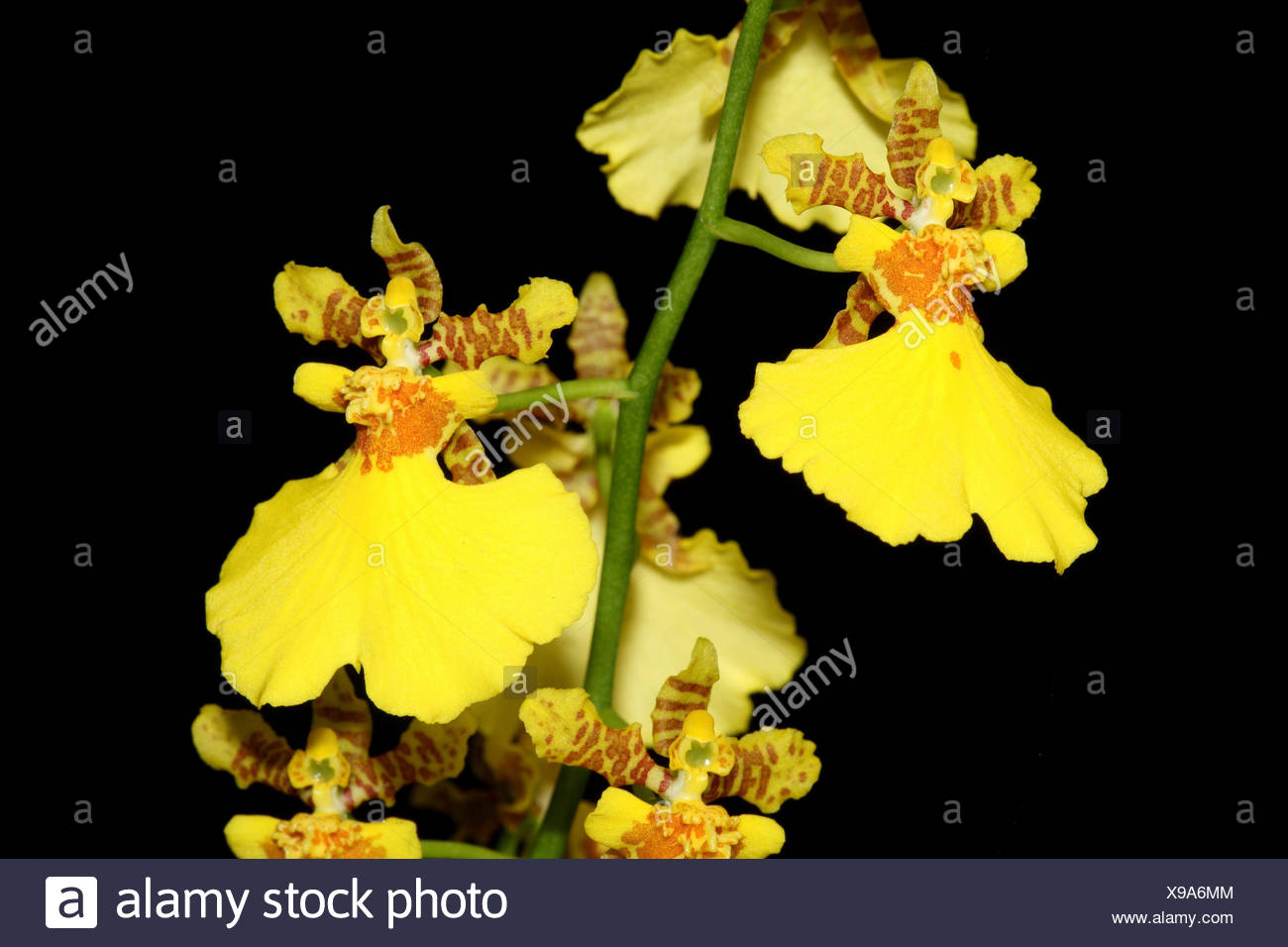 Oncidium High Resolution Stock Photography and Images - Alamy