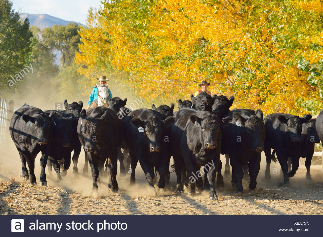 Cowgirl Herding Cattle High Resolution Stock Photography and Images - Alamy