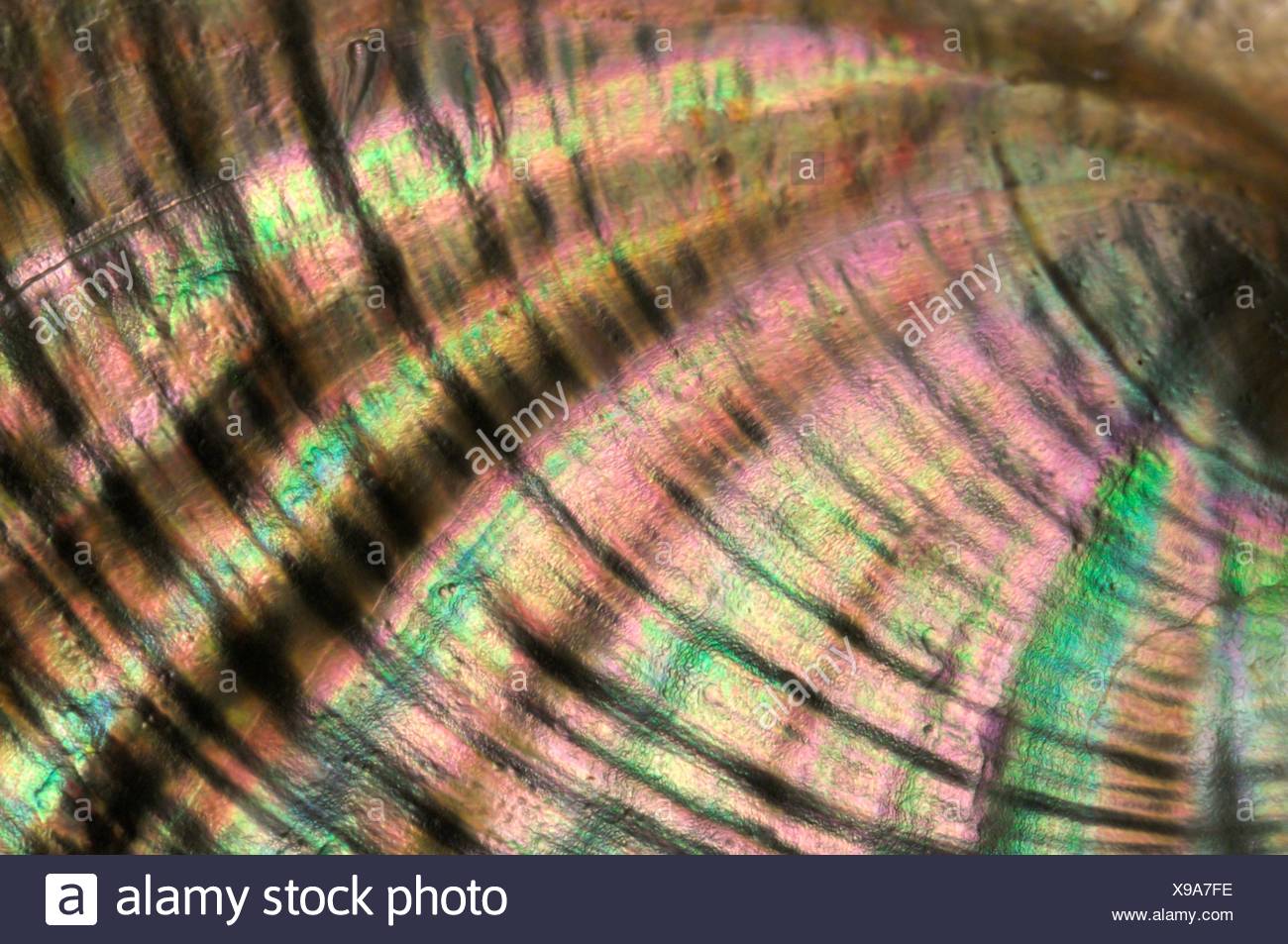 Seashell Inside High Resolution Stock Photography and Images - Alamy