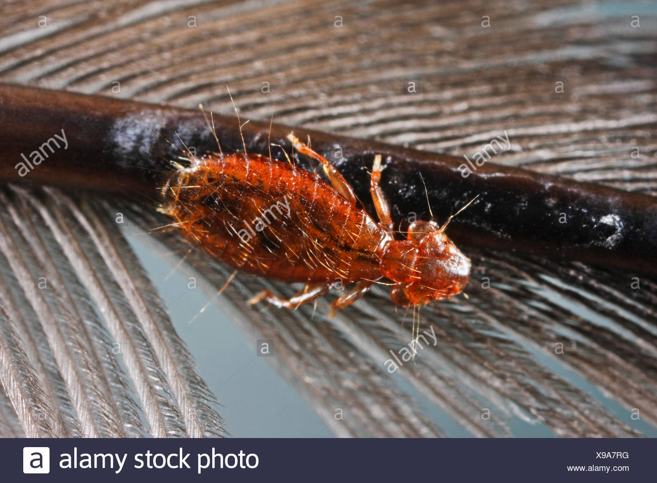 Louce Stock Photos & Louce Stock Images - Alamy