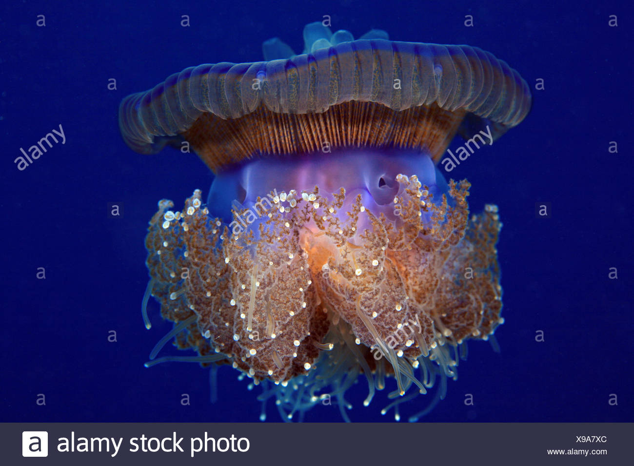 Crown Jellyfish High Resolution Stock Photography and Images - Alamy