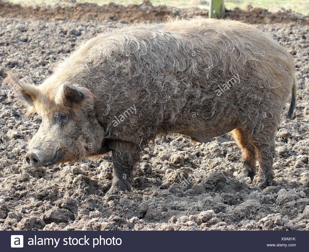 Pig Teeth High Resolution Stock Photography and Images - Alamy